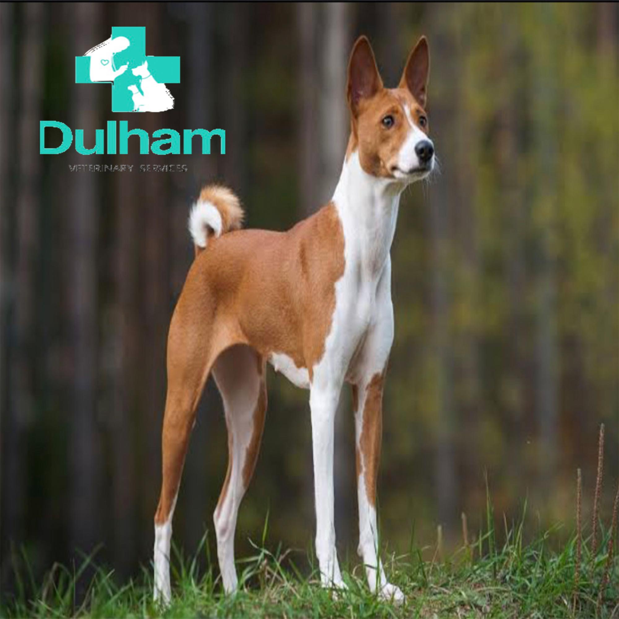 Best Dog to Buy in Nigeria (2026): Top Breeds & Prices Guide