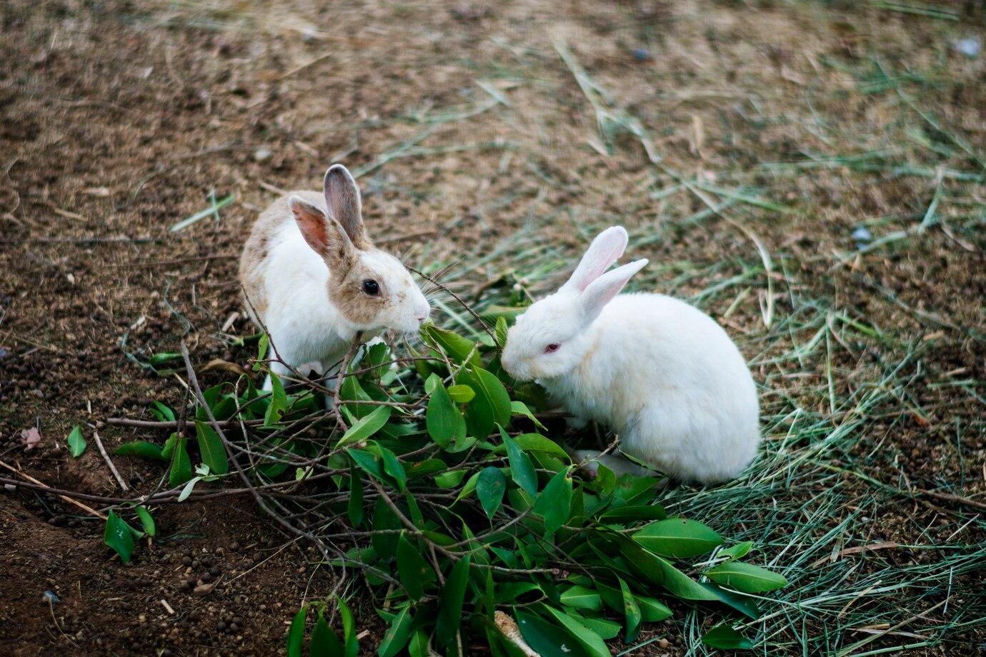 Best Food for Rabbits in Nigeria: Foods to Avoid & Feeding Schedule