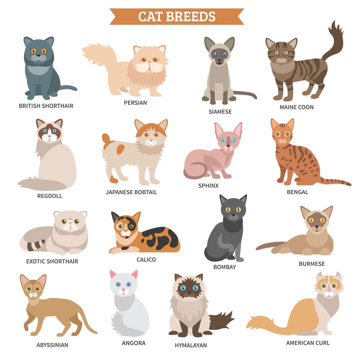 Best Cat Breeds for First-Time Owners in Nigeria |Top Picks - Dulham ...