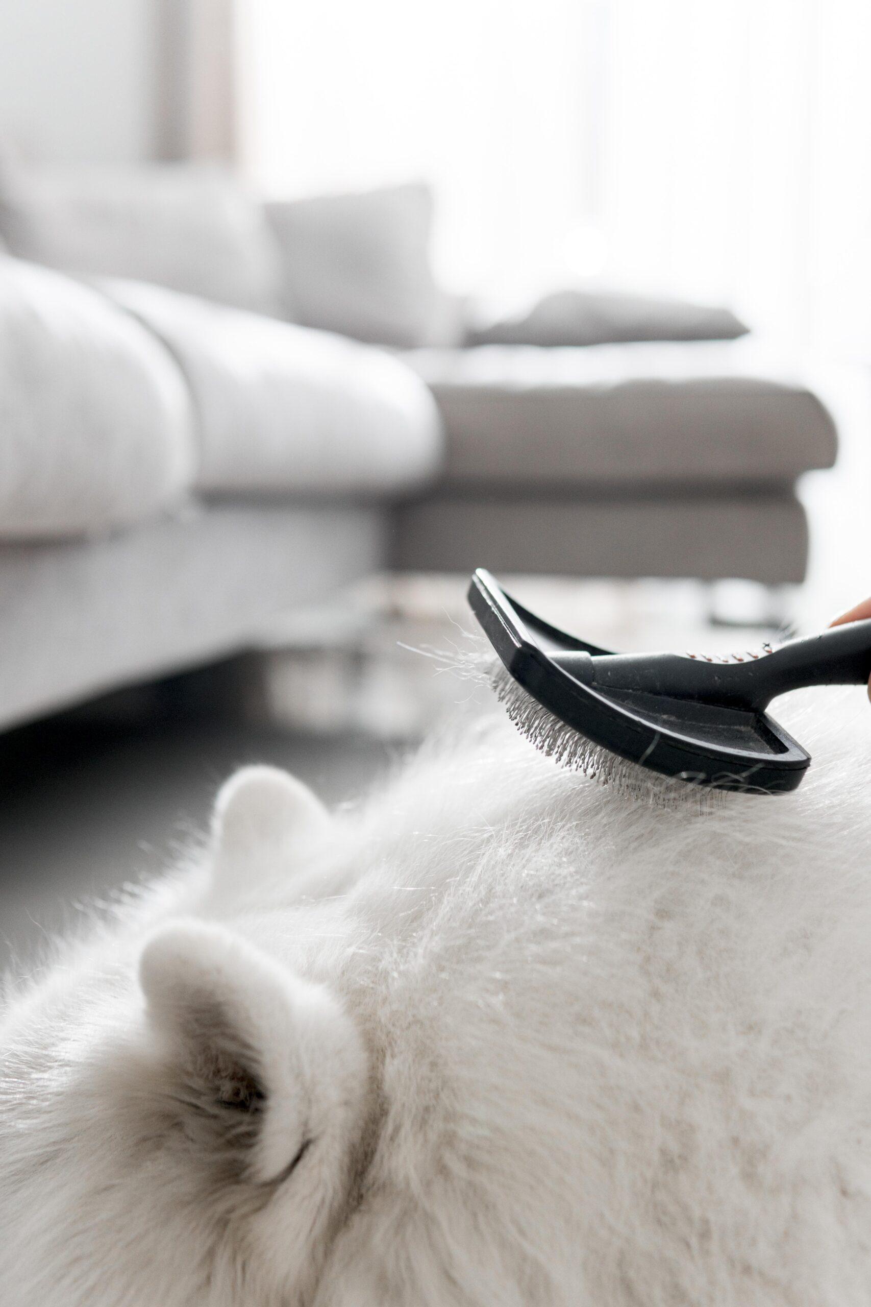 Rabbit Grooming Essentials: Tools & Techniques